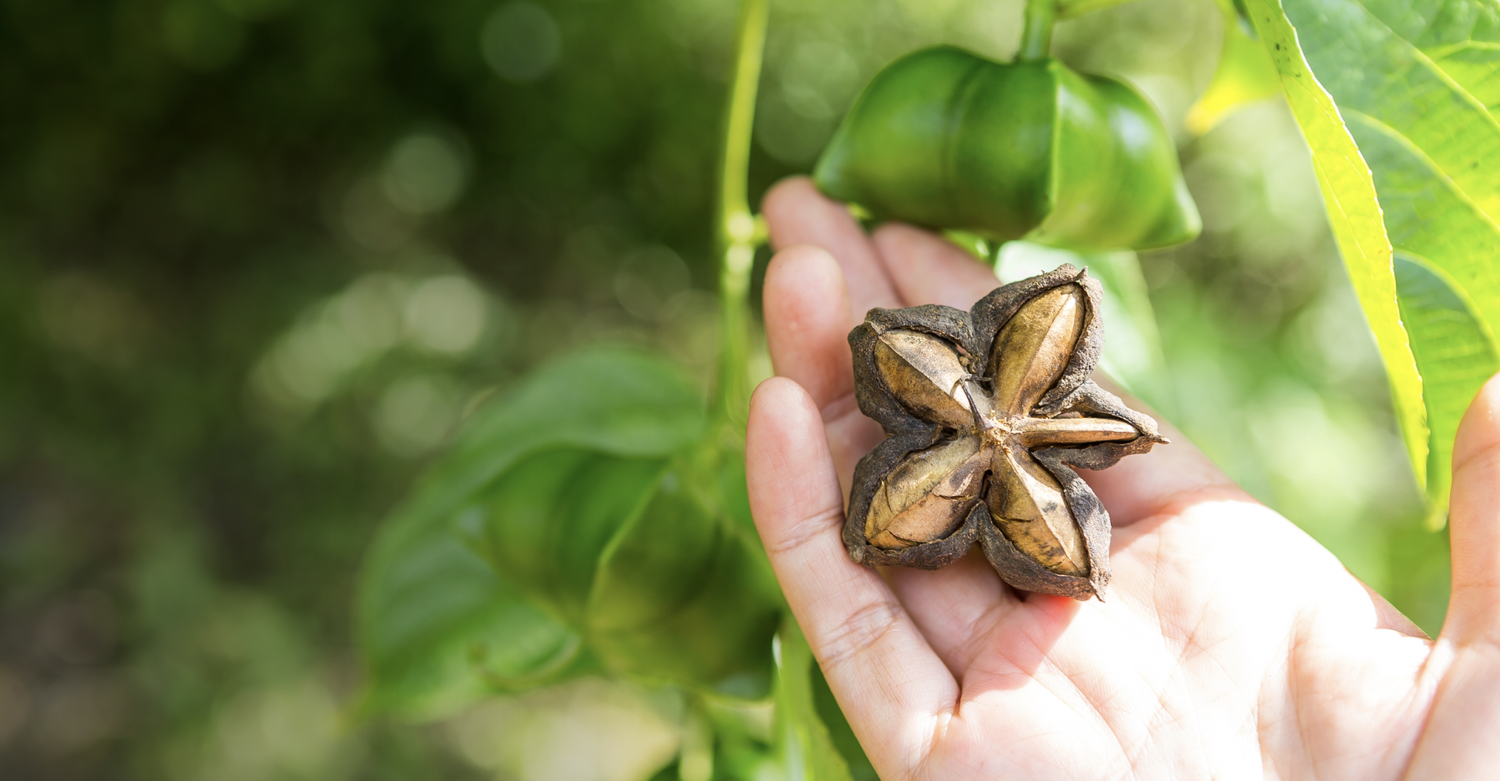 Sacha Inchi Oil Capsules Benefits – BJN Wellness